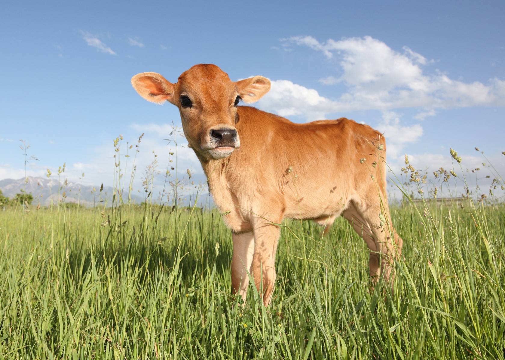 Adding a Cow to Your Homestead – Videos – Mother Earth News
